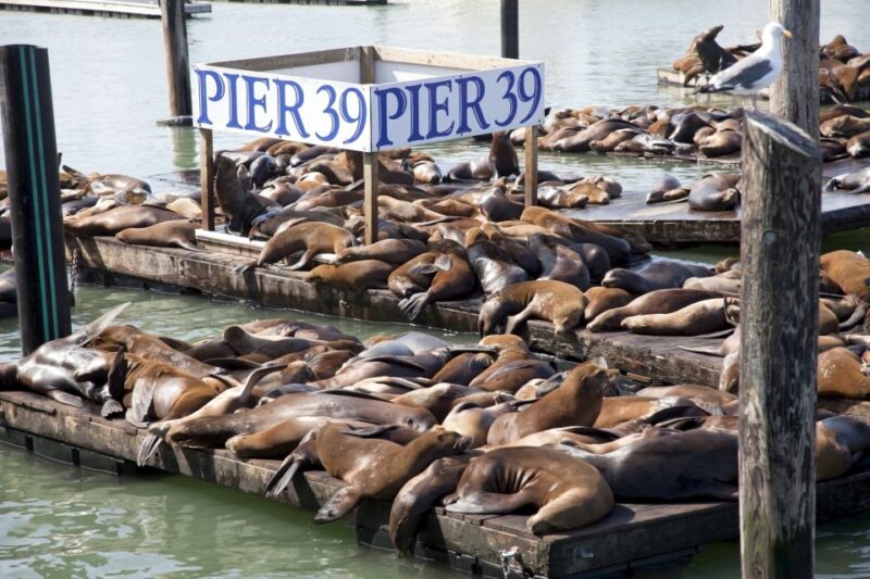 San Francisco Ultimate City Tour with Bay Cruise Option - Authentic Experience and Authenticity
