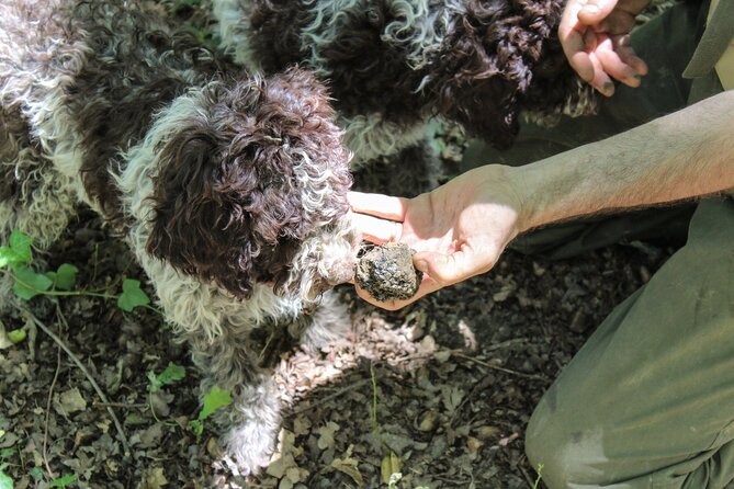 San Gimignano Truffle Hunt & Truffle Cooking Class - FAQs