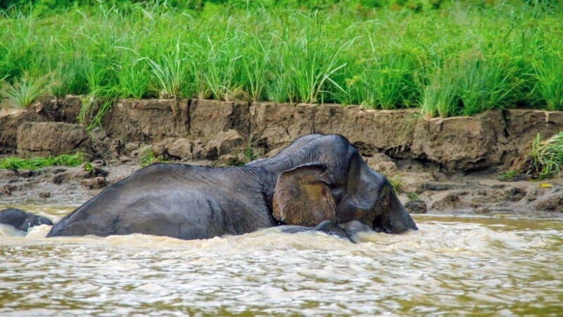 Sandakan: 2 Days 1 Night Bilit, Kinabatangan River Wildlife - A Genuine Look at the Kinabatangan Experience