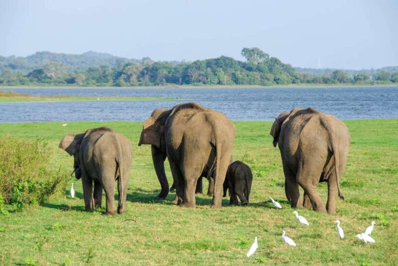 Scenic Sri Lanka 4-day tour - Authentic Experiences and Authenticity