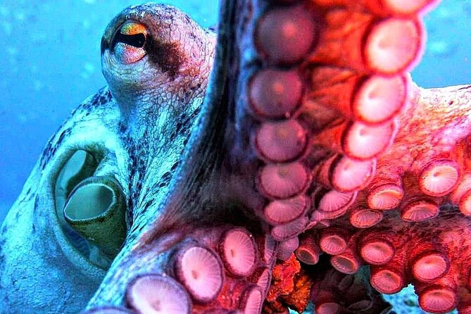 Scuba Diving Experience in Madeira - Final Thoughts