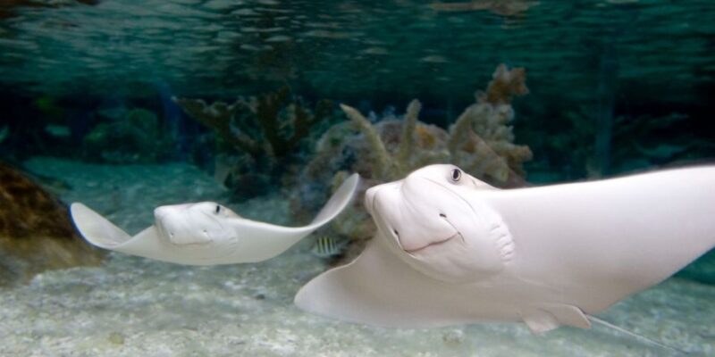 SEA LIFE Charlotte-Concord Aquarium General Admission - Authentic Experiences and Visitor Feedback
