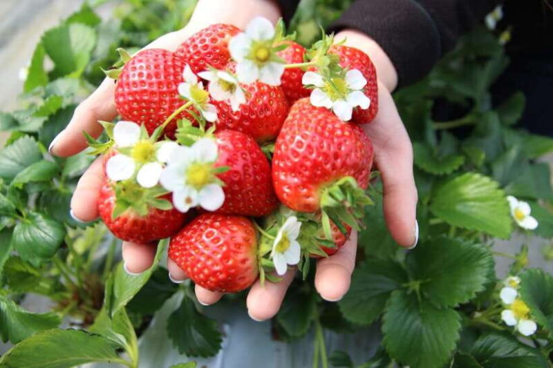 Seoul: Pocheon Art Valley and Fruit Picking Day Tour - Who Will Love This Tour?
