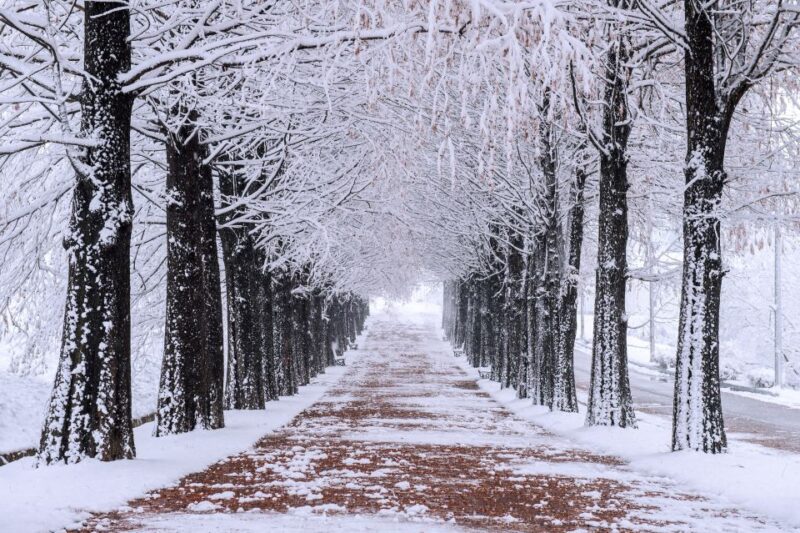 Seoul: Private Customizable Tour to Nami Island and More - The Sum Up