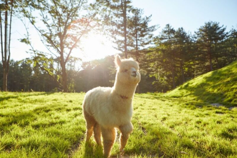 Seoul: The Painter Show with Nami Island or Alpaca World - Final Thoughts