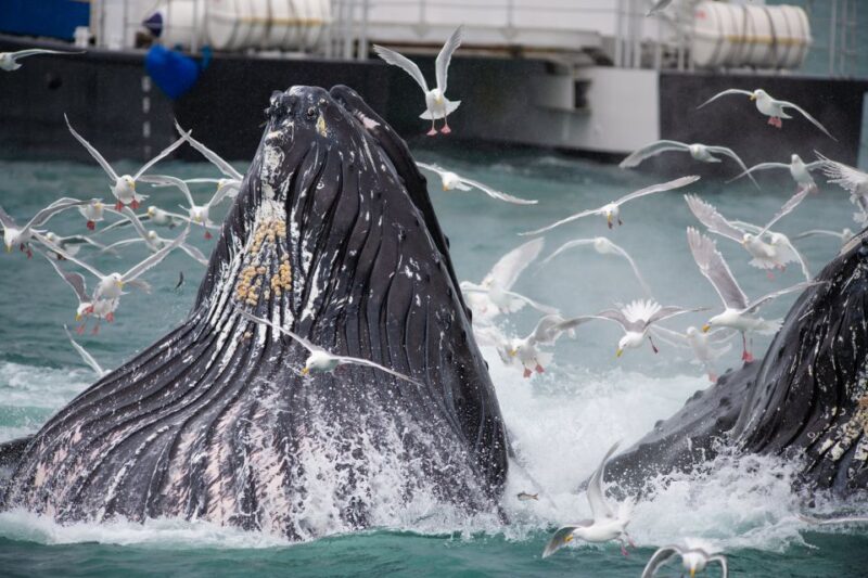 Seward: Kenai Fjords National Park Extended Cruise - Who Will Love This Tour?