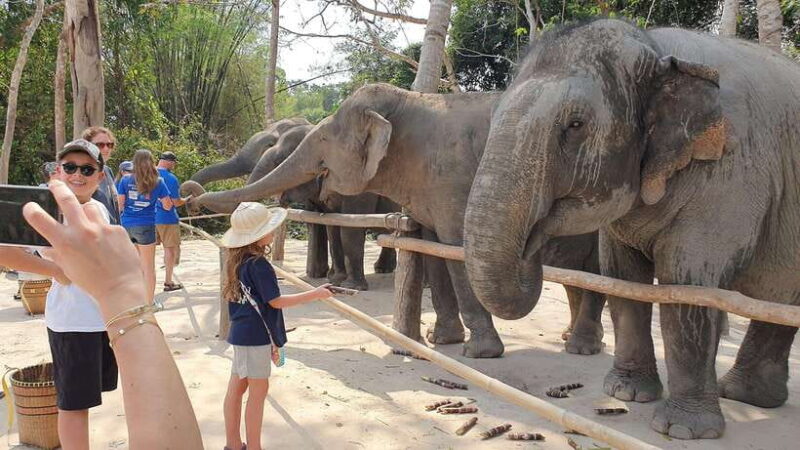 Siem Reap: Kulen Elephant Forest Guided Tour - Final Thoughts