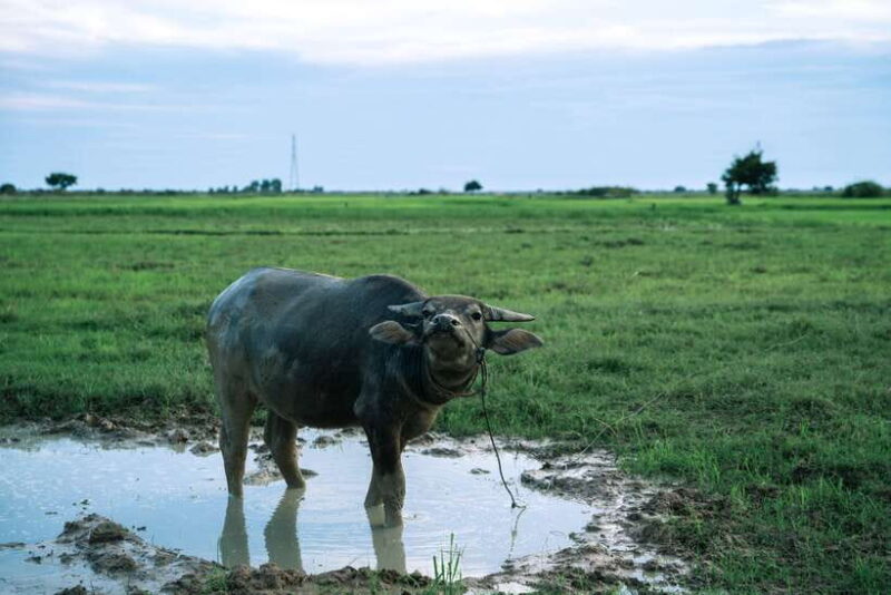 Siem Reap: Quad Bike Tour of Local Villages - Practical Details and What to Bring