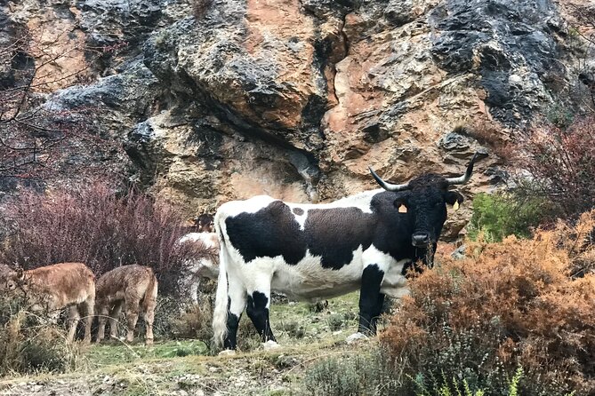 Sierra Nevada Safari 7 hours tour from Granada - Pricing and Value