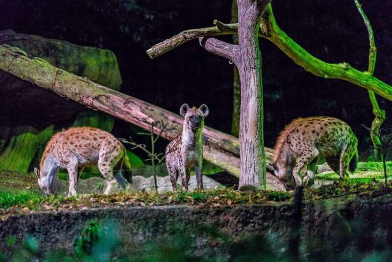 Singapore: Mandai Park Entry with Choice of Attractions - FAQs