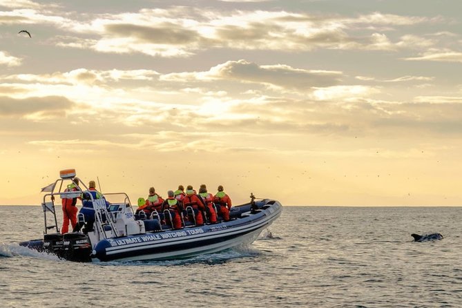 Small-group Whale Watching in the Midnight Sun from Reykjavík - Final Thoughts