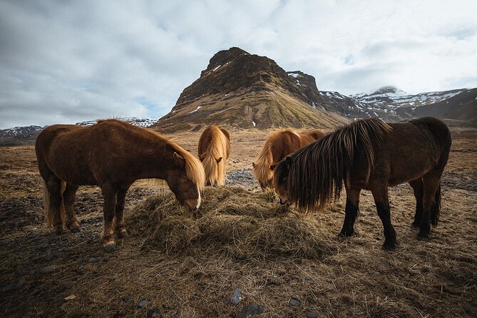 Snæfellsnes Peninsula | Private tour | PRO Photos included - Authentic Experiences and Honest Insights