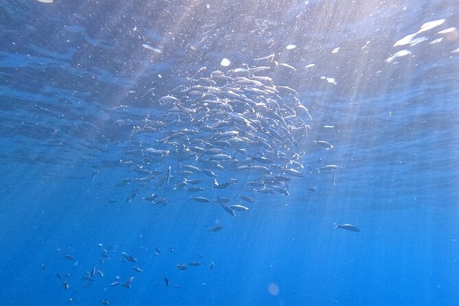 Snorkeling with a Professional Instructor in Tenerife - The Reviews Speak for Themselves