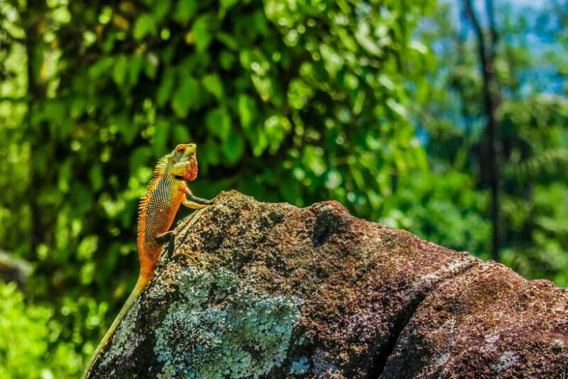 Sri Lanka 12-Day Private Round Tour; Car, Guide, Hotel, Food - Who Should Consider This Tour?
