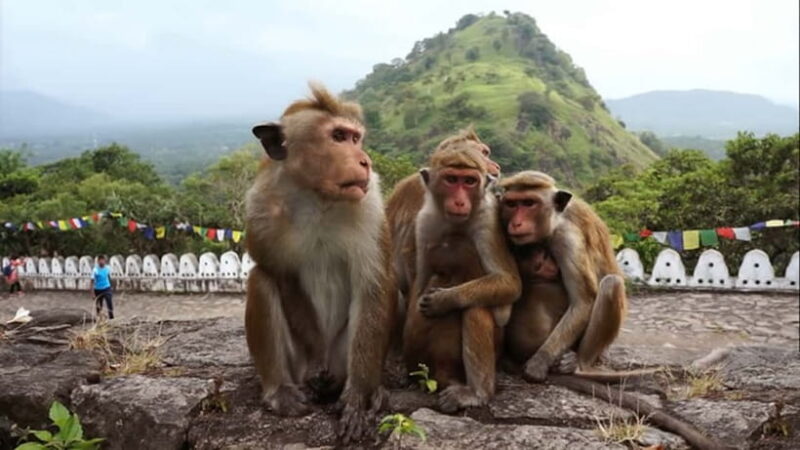 Sri Lanka: 7-Day Off-The-Beaten Path Private Tour - FAQ