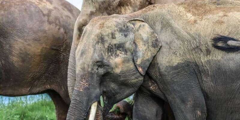 Sri Lanka: Elephant Safari Adventure with Hotel Pickup - What Reviewers Say