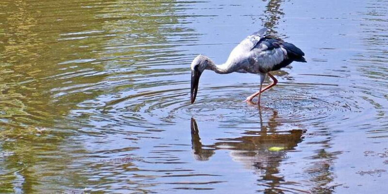 Sri Lanka Private Galle Tour: stilt fisherman, Galle Fort... - Who Should Consider This Tour?