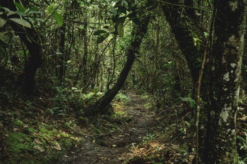 Sri Lanka: Sinharaja rainforest tour from Colombo, Bentota - Who Will Love This Tour?