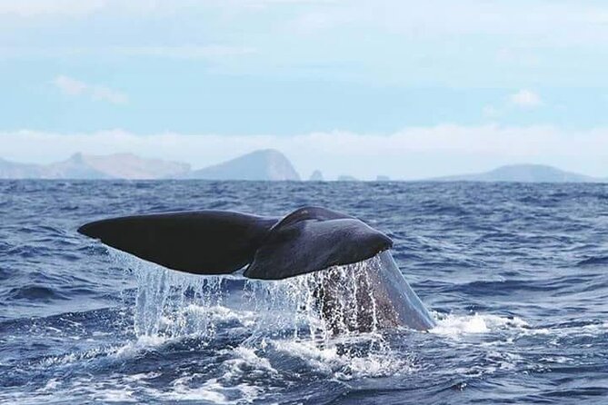 Sunset Catamaran Tour l Madeira Island - Final Thoughts