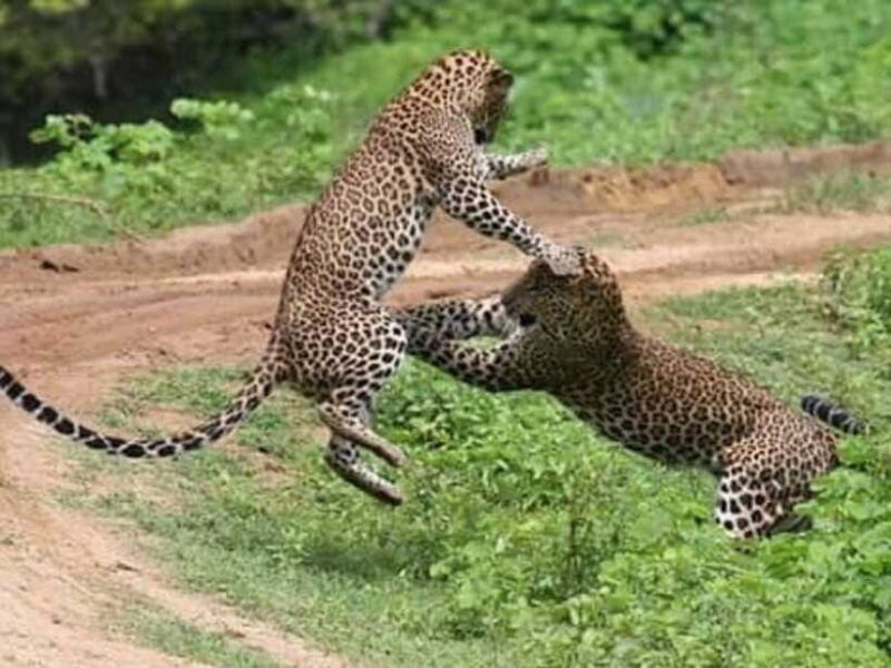 Tangalle/Mirissa: All Inclusive Full-Day Safari at Yala Park - FAQ