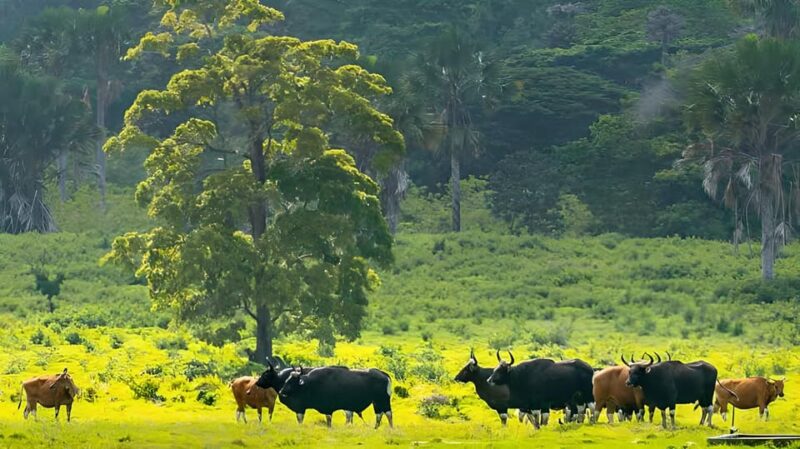 The Authentic Sunset Of Baluran National Park Banyuwangi - Final Thoughts: Is It Worth It?