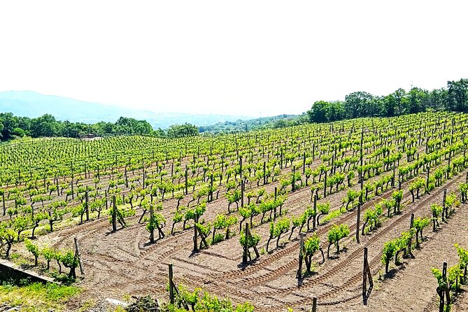 Tour of Etna on foot, food and wine tasting in the Etna winery - The Sum Up