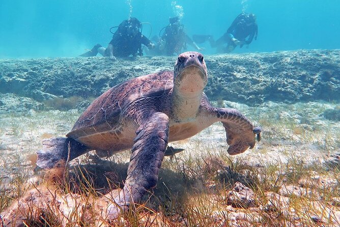 Try a Scuba Diving Experience - The Sum Up