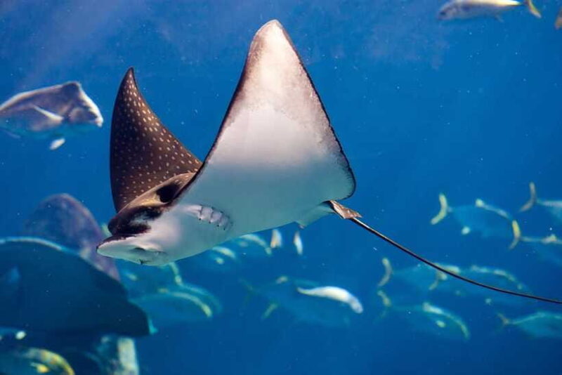Try Scuba Diving in Racha Yai/noi: 2 Dives for Non-Certified - The Sum Up