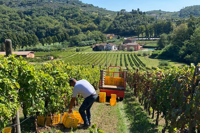 Tuscan Wine Tour in Lucca by van - FAQ