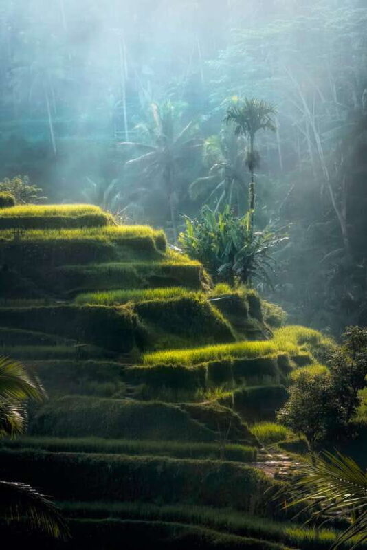 Ubud: Classic Vintage Volkswagen Custom Tour - Who Should Consider This Tour?
