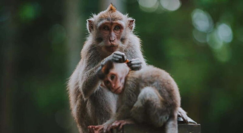 Ubud: Customised Bali Ubud Tour With Transfer - Who Will Love This Tour?