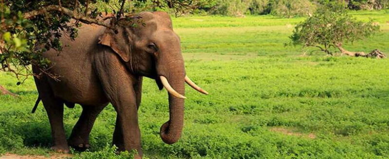 Udawalawa: Udawalawa National Park Safari Tour - FAQ