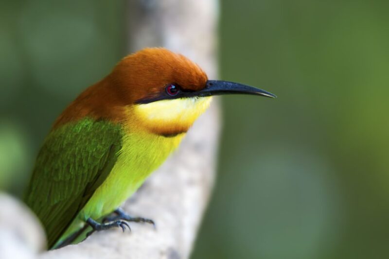 Udawalawe: National Park Safari & Elephant Transit Home Tour - FAQ