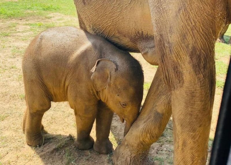 Udawalawe National Park: Safari with Experienced Driver - Who Should Consider This Tour?