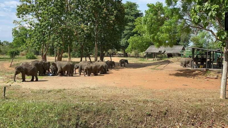 Udawalawe National Park Wildlife Safari from Hambantota Port - Final Thoughts