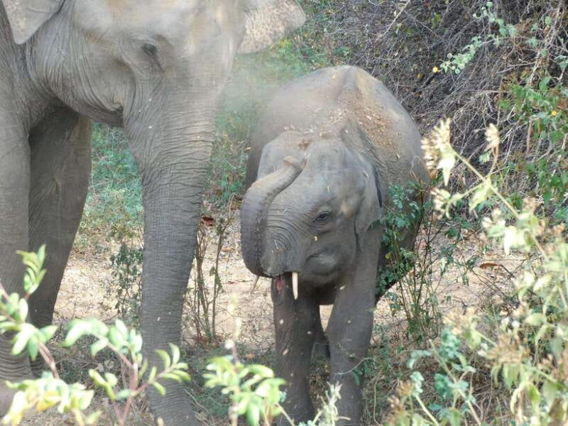 Udawalawe Safari Tour from Hambantota Port(Shore Excursion) - FAQ