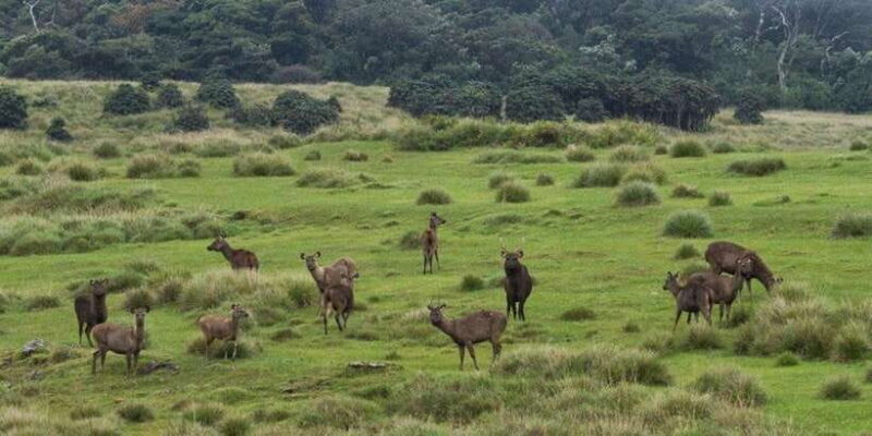 Visit Horton plains and Nuwara Eliya from Kandy - FAQ