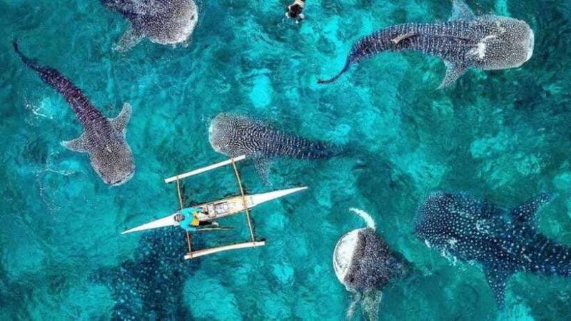Whale Shark Interaction at Donsol Sorsogon by ZCHEDULISTA - Analyzing the Value