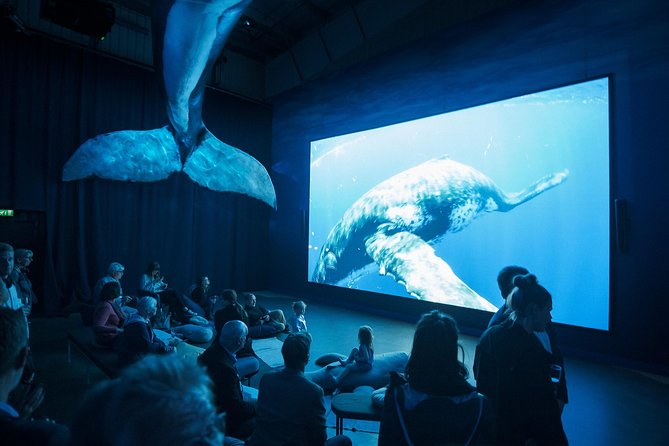 Whales of Iceland from Land and Sea - Final Thoughts