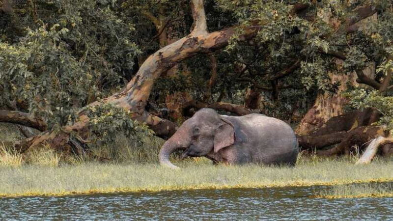 Wilpattu National Park: Full-Day Safari From Trincomalee - Authentic Experiences: What Past Travelers Say