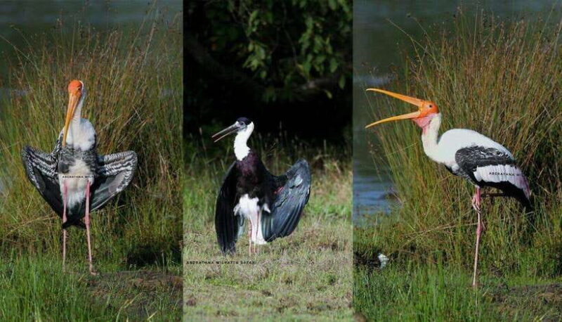 Wilpattu National Park: Morning or Evening Jeep Safari - Who Should Consider This Tour?
