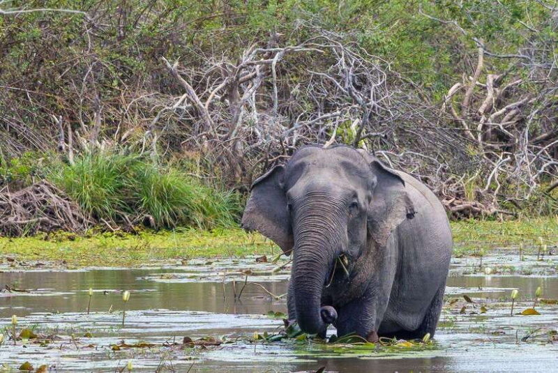 Wilpattu National Park Safari Jeep Tour - Key Points
