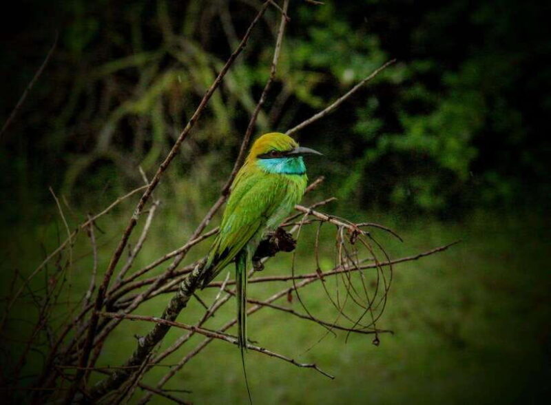 Yala National Park - All Inclusive Safari Day Tour - Who is This Tour Best For?
