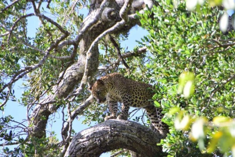 Yala National Park Budget Safari - Final Thoughts: Is It Worth It?