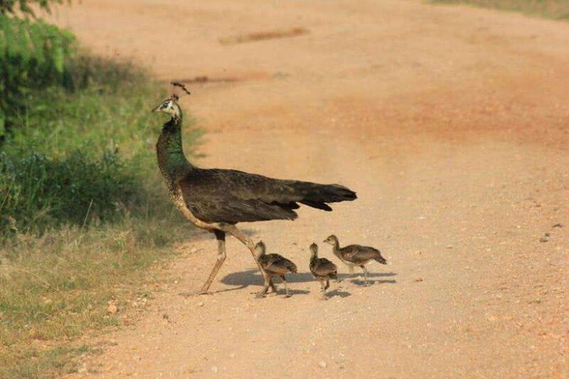 YALA National Park - Full Day Wildlife Safari with Lunch - Ready to Book?