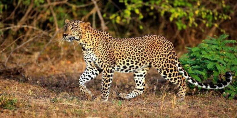 Yala National Park: Half Day Safari from Hambantota Harbor - FAQs