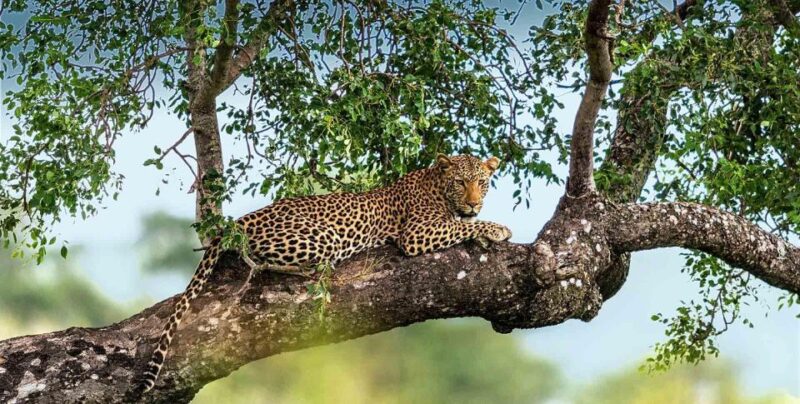 Yala National Park: Leopard Safari Day Tour from Colombo - Final Thoughts