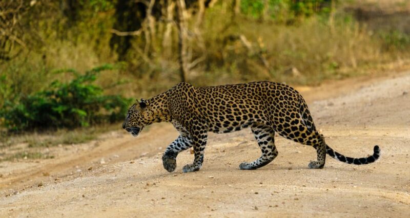 Yala National Park: Morning Afternoon Safari (All Inclusive) - The Experience From the Travelers Perspective