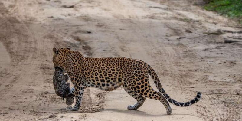 Yala National Park: Private Full Day Safari (04:00-18:00) - Who Will Enjoy This Tour?