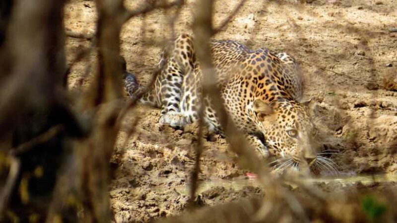 Yala National Park Safari from Tangalle - Practical Tips for Making the Most of Your Safari